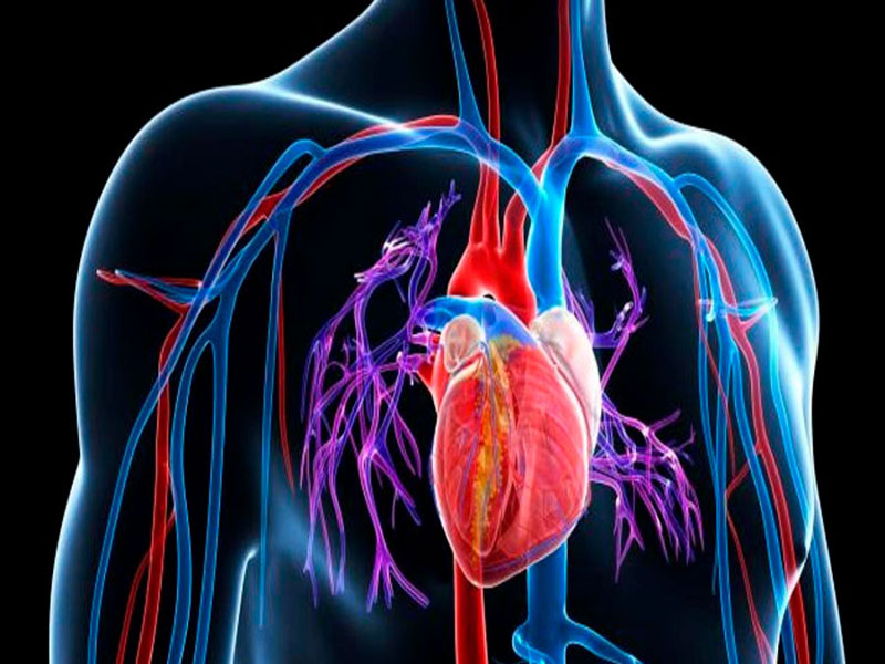 Células madre donadas: opción para corazón infartado | Cat 5